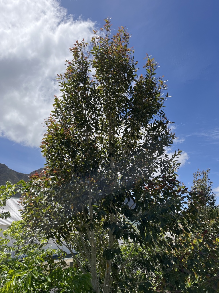 Water Pear from Overstrand, Greater Hermanus, WC, ZA on October 28 ...