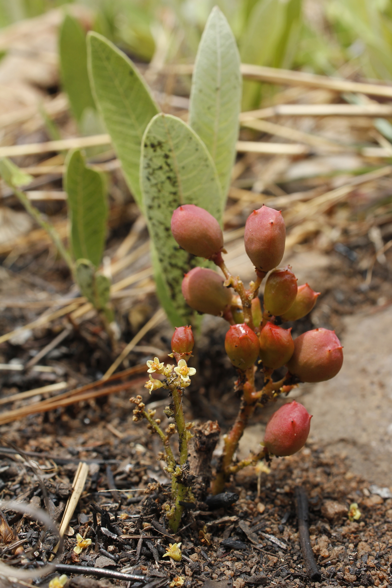 Lannea edulis (Sond.) Engl.