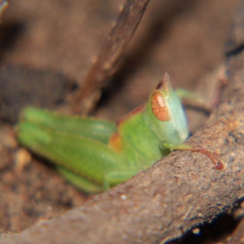 Género Bunkeya · iNaturalist Mexico