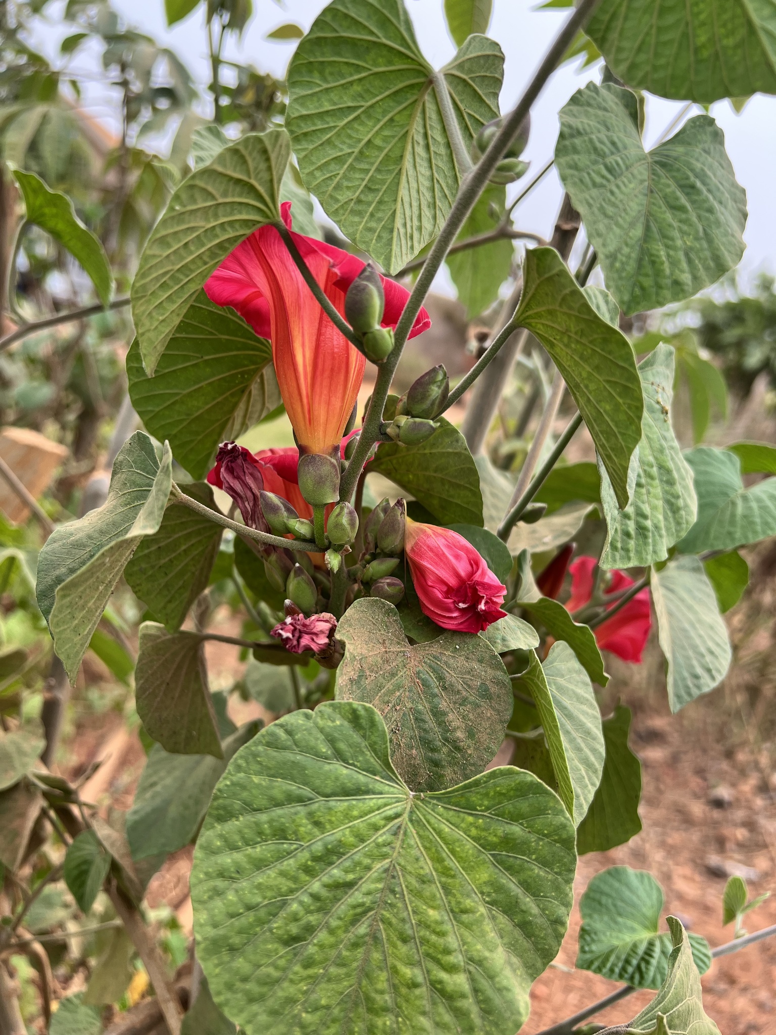 Stictocardia beraviensis (Vatke) Hallier fil.
