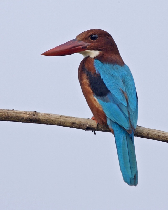 Typical Woodland Kingfishers (Halcyon) - Avian Discovery
