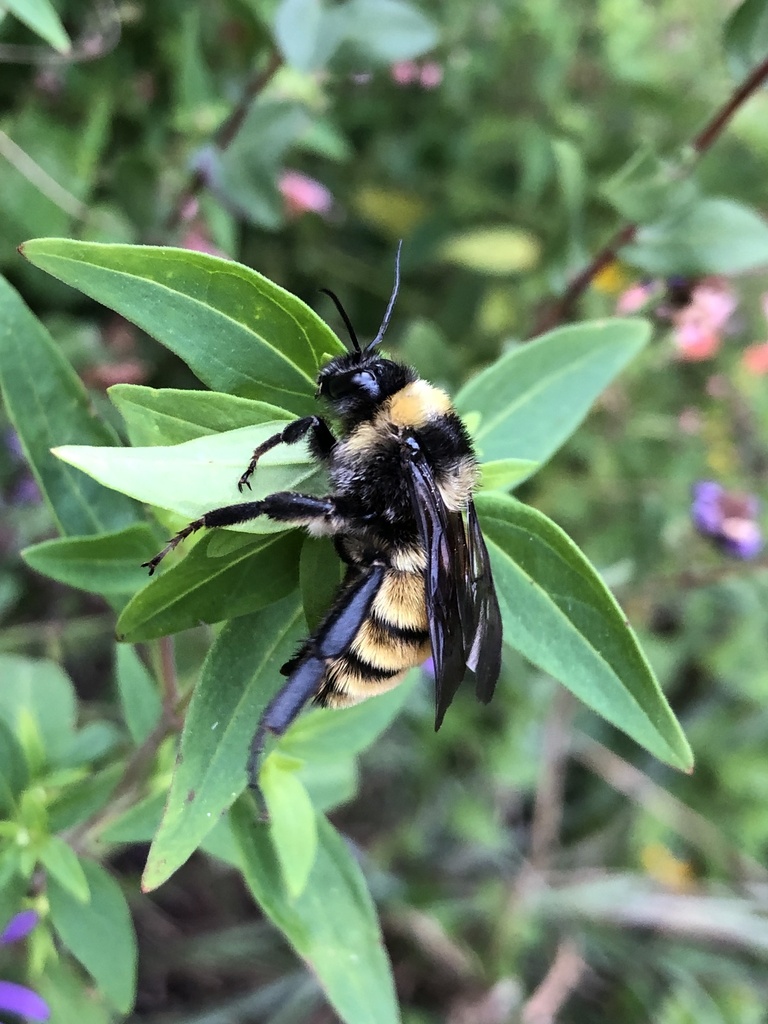 American Bumble Bee from NW 12th Ave, Gainesville, FL, US on October 28 ...