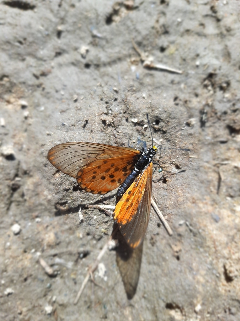 Garden Acraea from Stellenbosch Municipality, South Africa on October ...