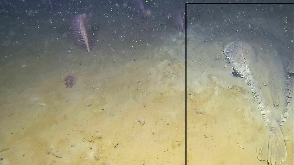 American Monkfish from Côte-Nord, QC, Canada on July 19, 2022 at 09:26 ...