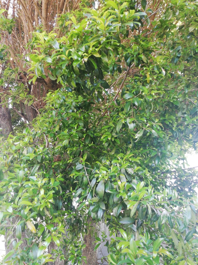 scrub cherry from Claremont, Cape Town, 7735, South Africa on October ...