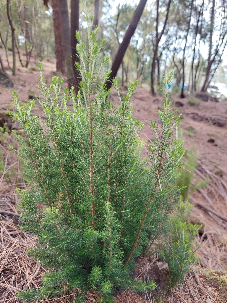 Erica canariensis (Madeira Pflanzen Ericales) · iNaturalist
