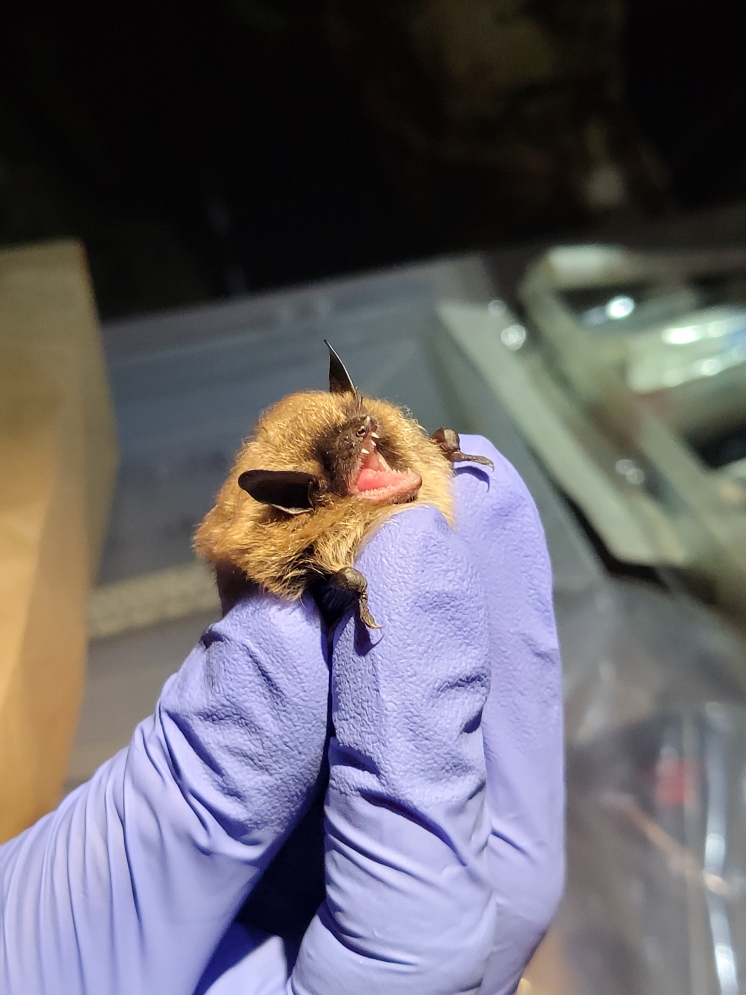 Myotis leibii (Audubon & Bachman, 1842)