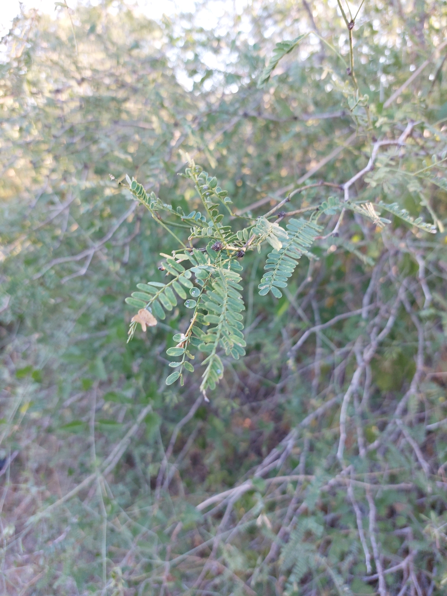 Prosopis articulata S.Watson