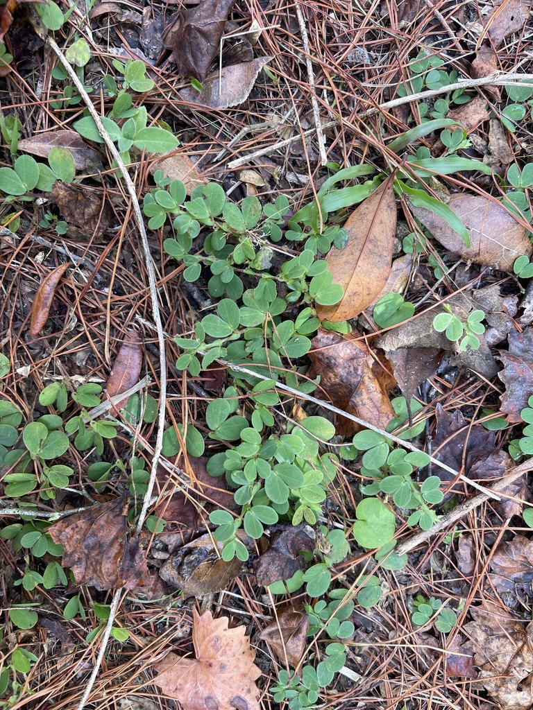 roundleaf sensitive pea from Shadow Bay Park, Orlando, FL, US on ...