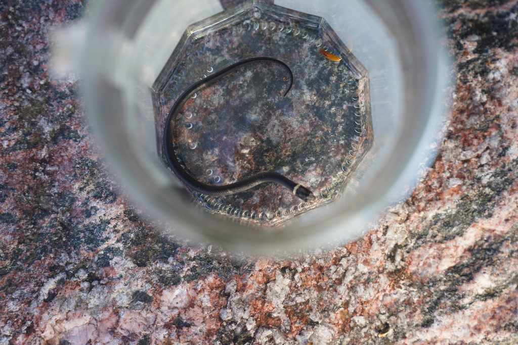 Northern Ringneck Snake from Sawyer Lake, Muskoka Lakes, ON, CA on ...