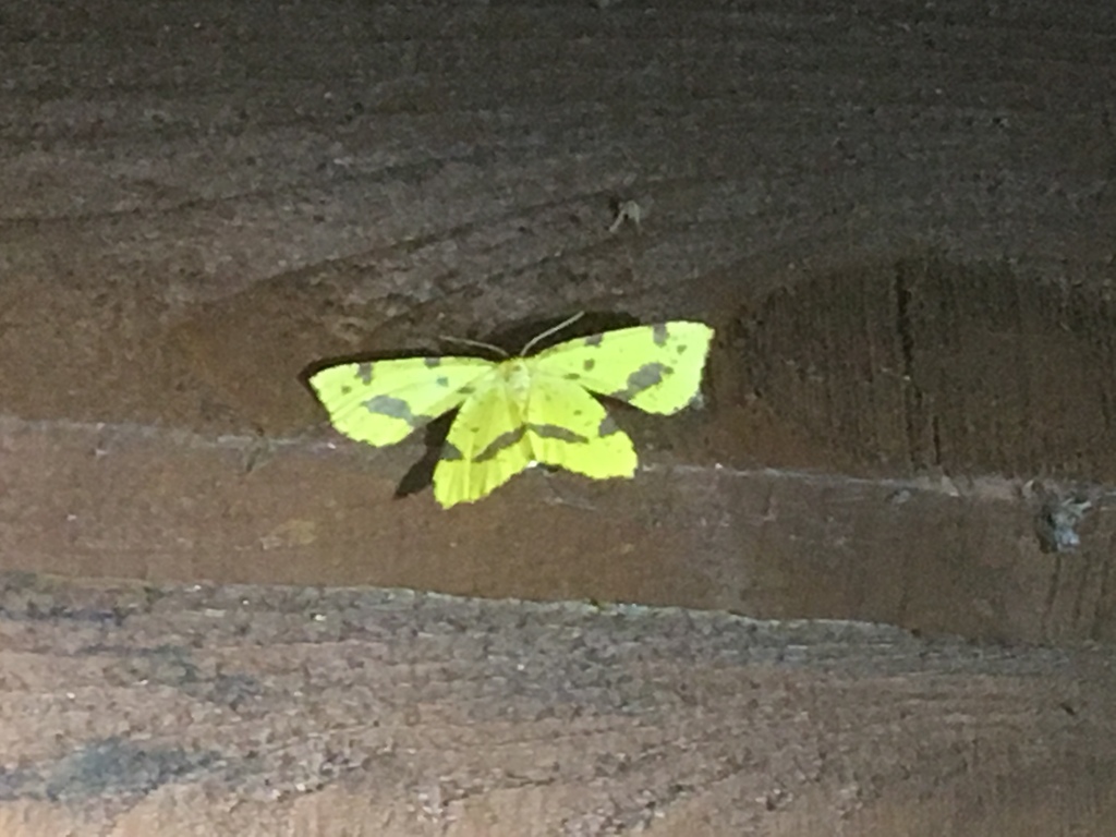 Crocus Geometer Moths from 14043, Depew, NY, US on August 24, 2018 at ...