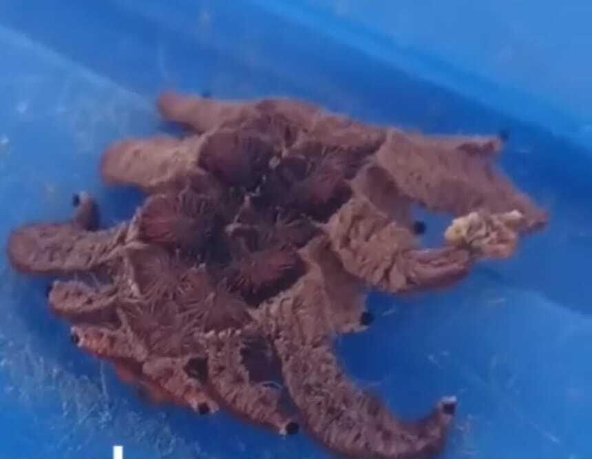 Monkey Slug Moth from Limón, Pococí, Costa Rica on October 28, 2022 at ...