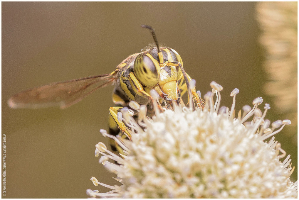 Sand Wasps from Cnel. Arena 3202, B1712 Castelar, Buenos Aires ...