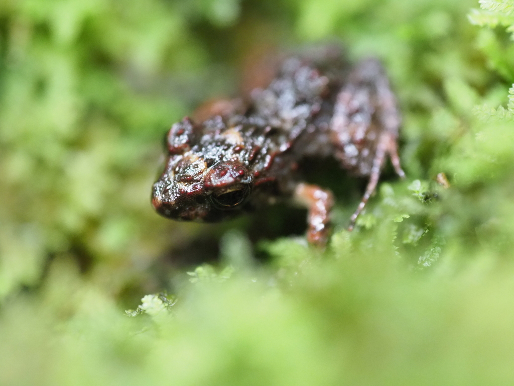 Palau Ground Frog from Long Island Park Trail on September 6, 2022 at ...