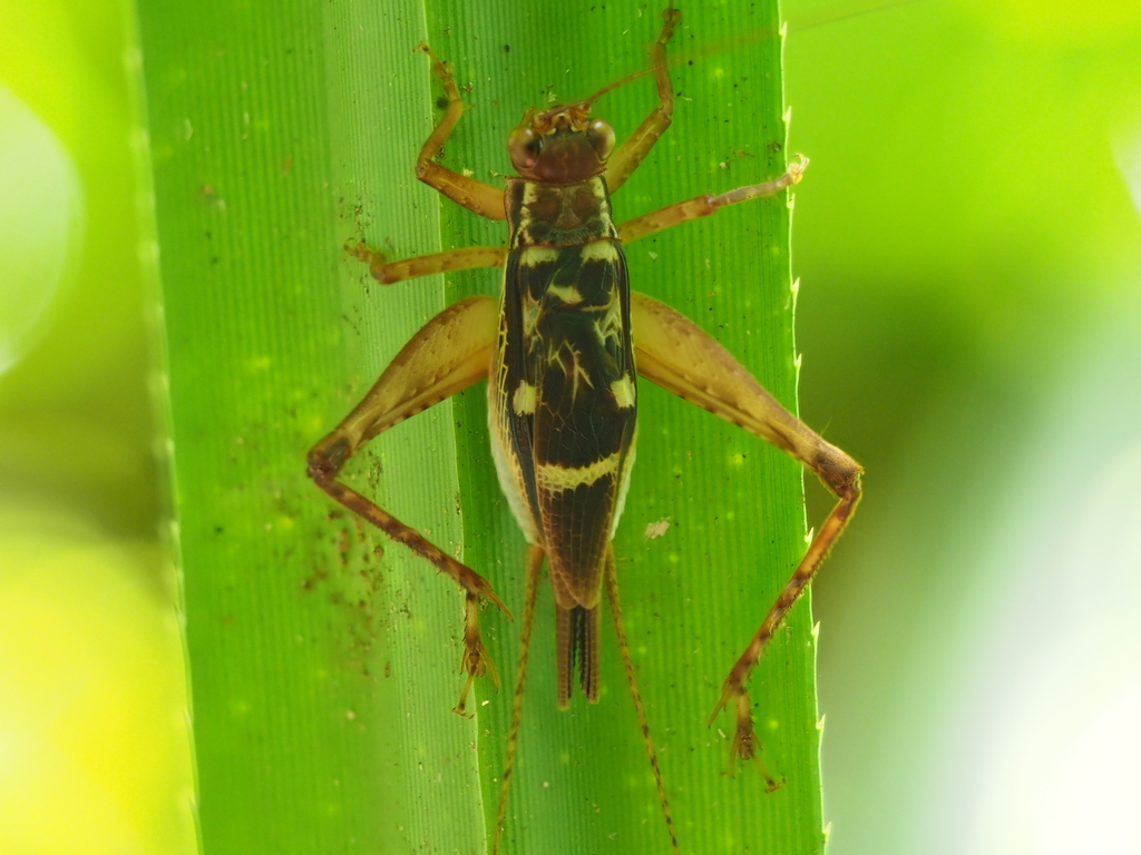 Cardiodactylus esakii from Long Island Park Trail on September 6, 2022 ...