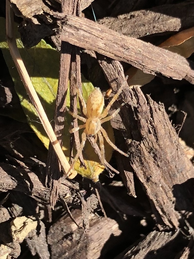 garden ghost spider in October 2022 by Frank Ziegler · iNaturalist