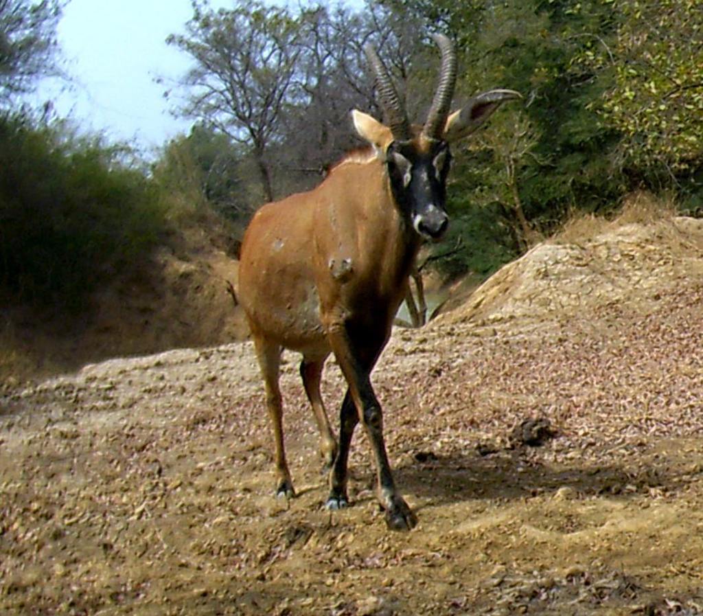 Western Roan Antelope from W du Niger, Say, Tillabéry, Niger on January ...