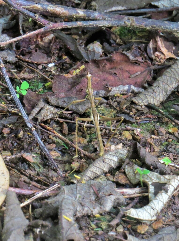 Stiphra giraffe from Quinze de Novembro, Gravatá - PE, Brasil on May 4 ...