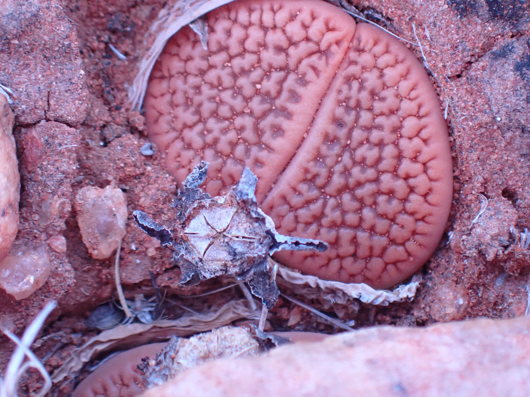 Lithops N.E.Br.