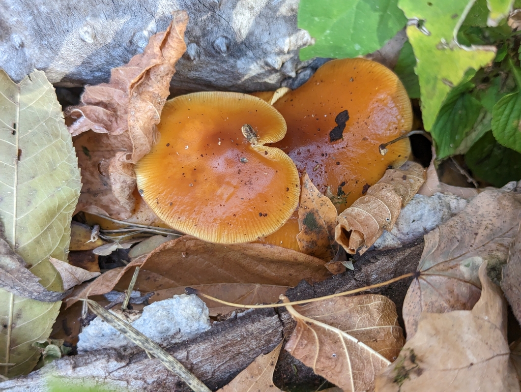 Velvet Foot from New Augusta, IN 46278, USA on October 28, 2022 at 02: ...