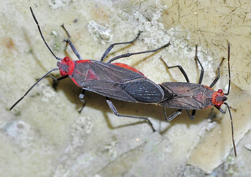 Jadera antica · iNaturalist United Kingdom