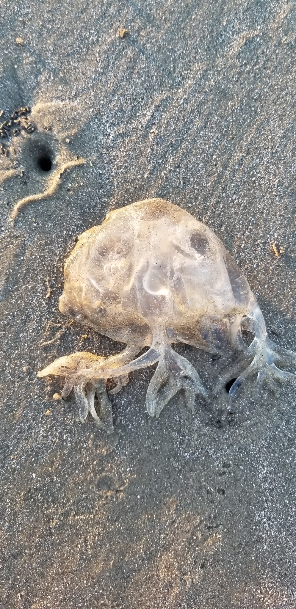 Chiropsalmus quadrumanus (F.Muller, 1859)