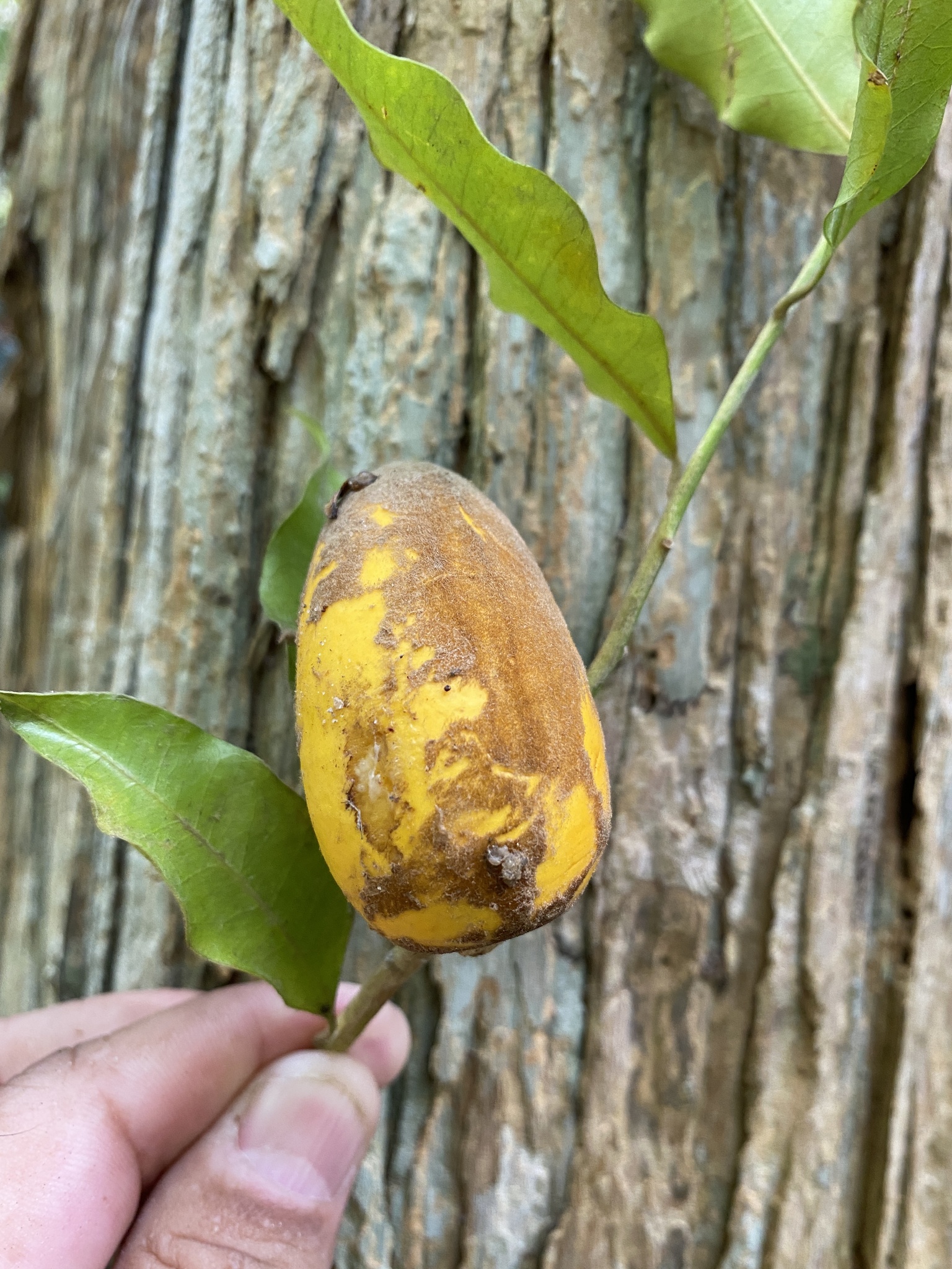 Geissospermum laeve (Vell.) Miers