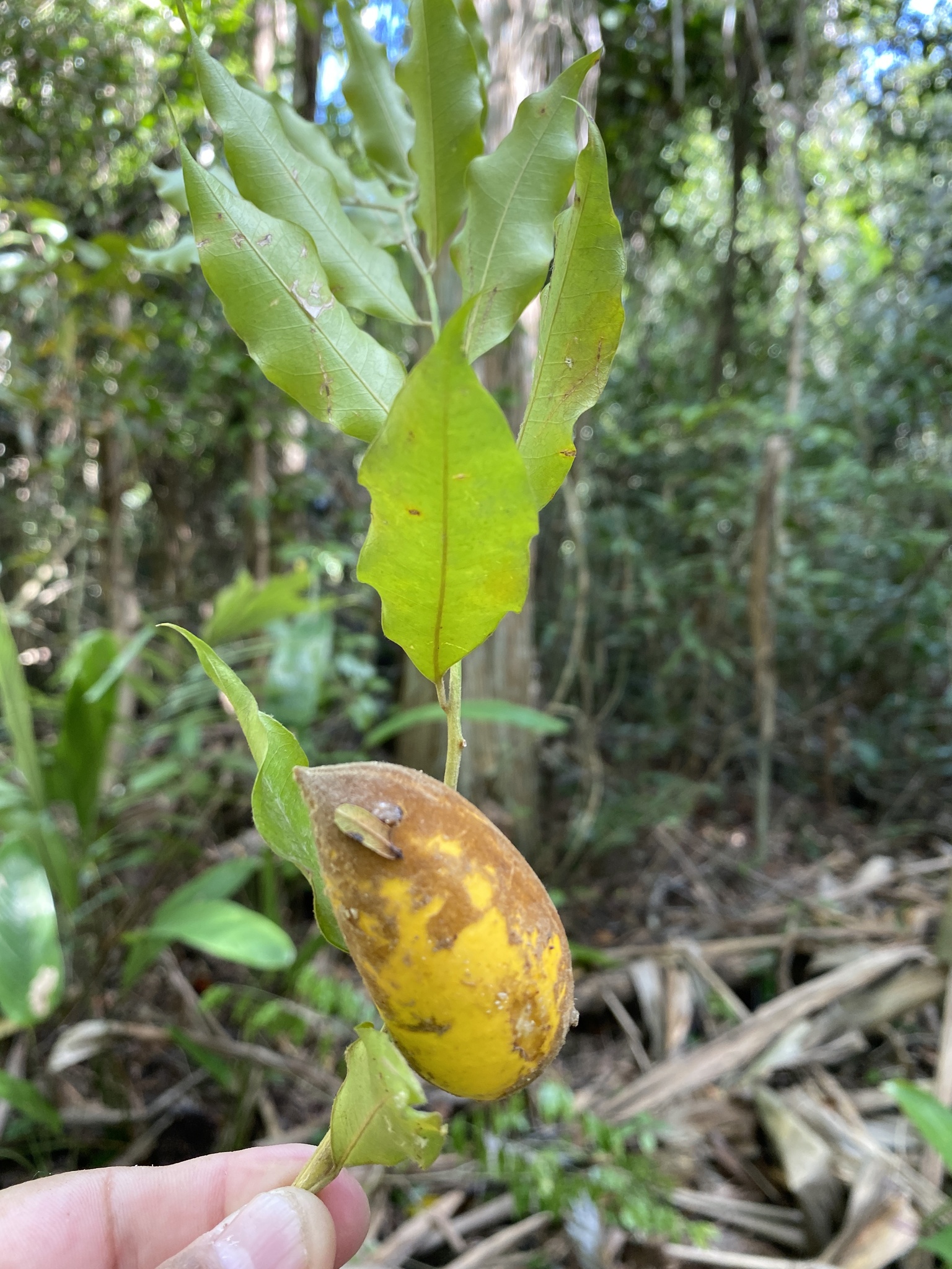 Geissospermum laeve (Vell.) Miers