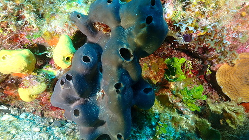 Demosponja (Erylus formosus)