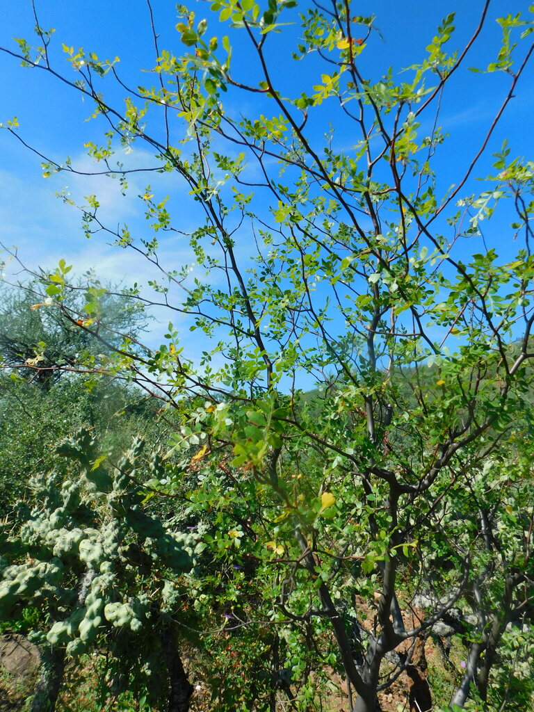 Bursera laxiflora from Mulegé, B.C.S., México on October 25, 2022 at 11 ...