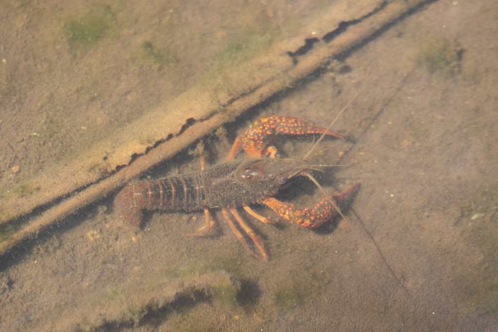 Red Swamp Crayfish from Old Hwy 395, Escondido, CA, US on July 09, 2022 ...