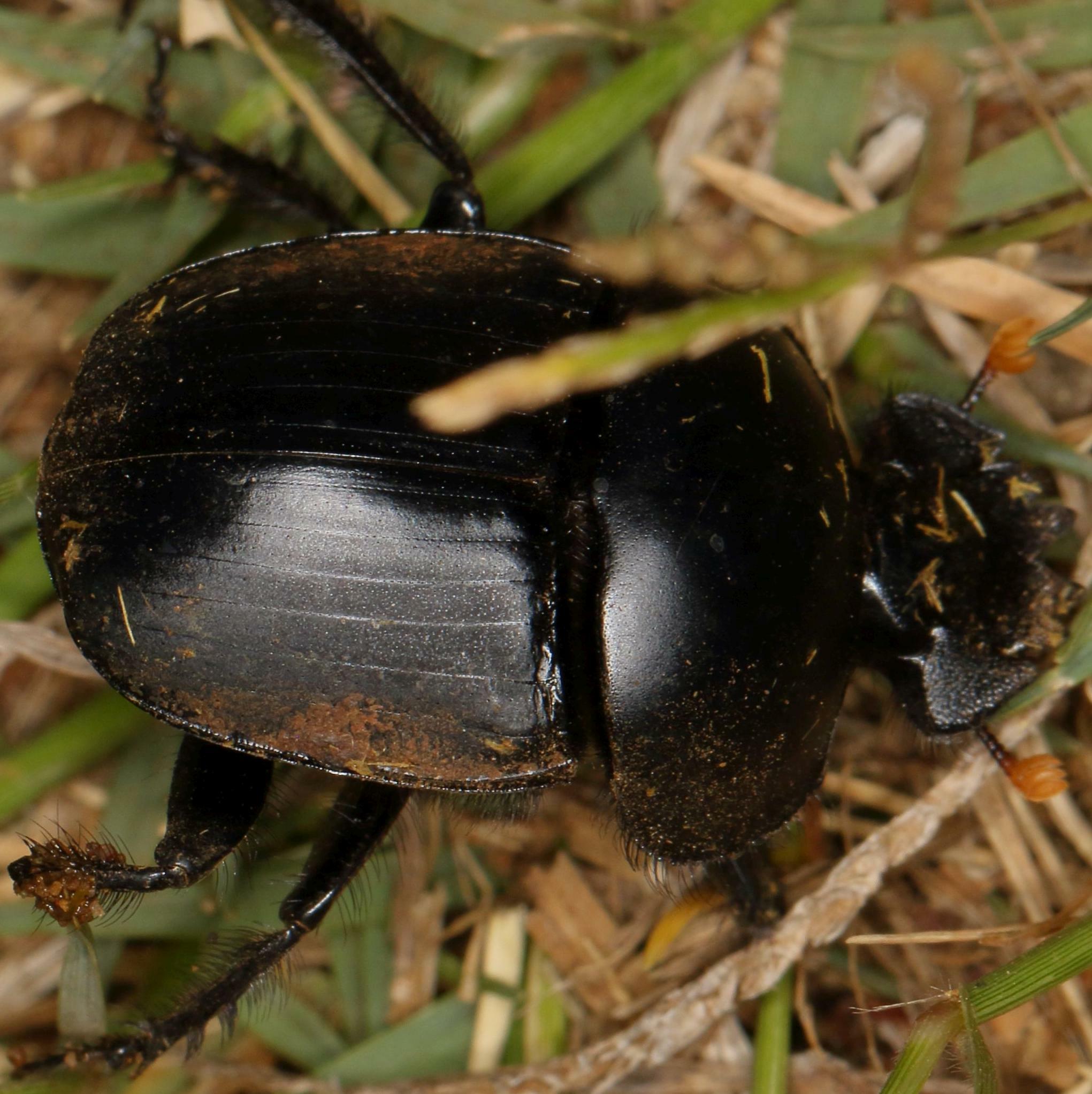 Scarabaeus rusticus (Boheman, 1857)