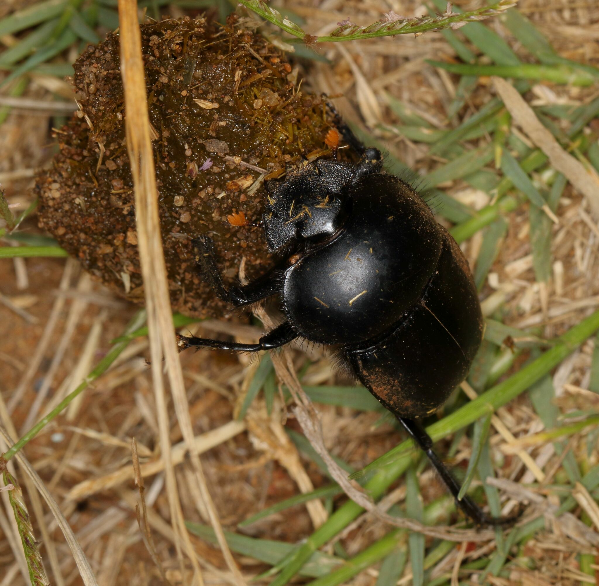 Scarabaeus rusticus (Boheman, 1857)