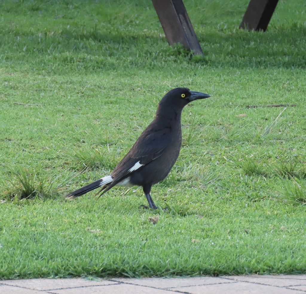 Pied Currawong from Sarabah Rd, Canungra, QLD, AU on October 28, 2022 ...