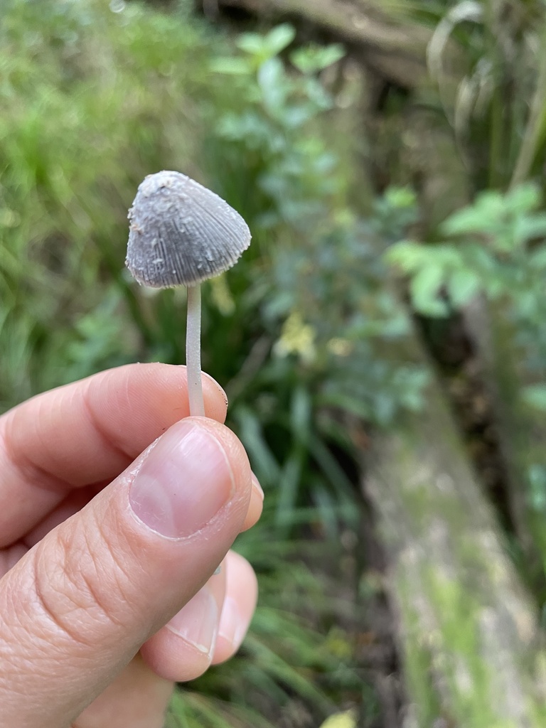 Psathyrellaceae in October 2022 by Daughter of Umay · iNaturalist