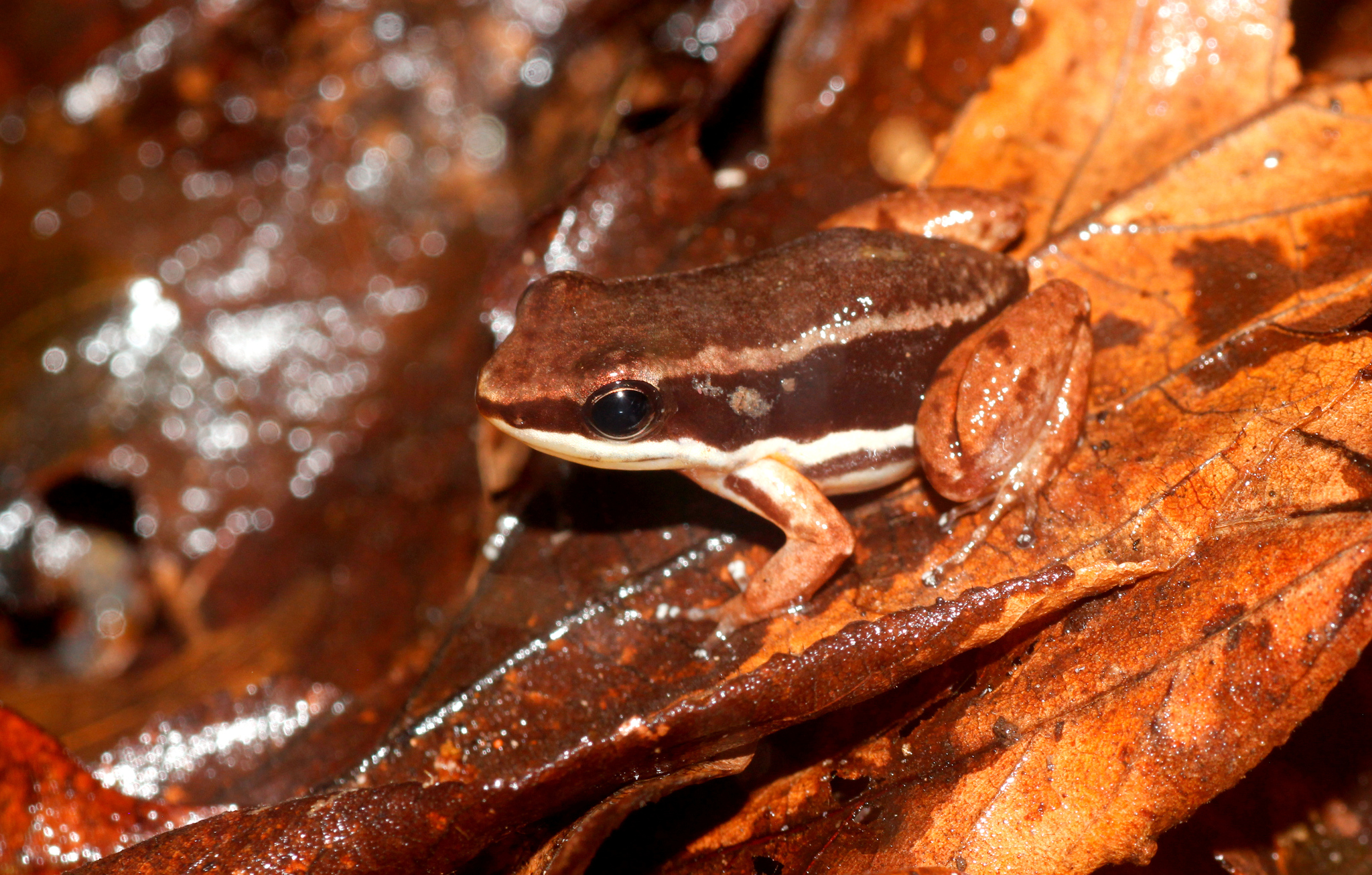 Allobates talamancae (Cope, 1875)