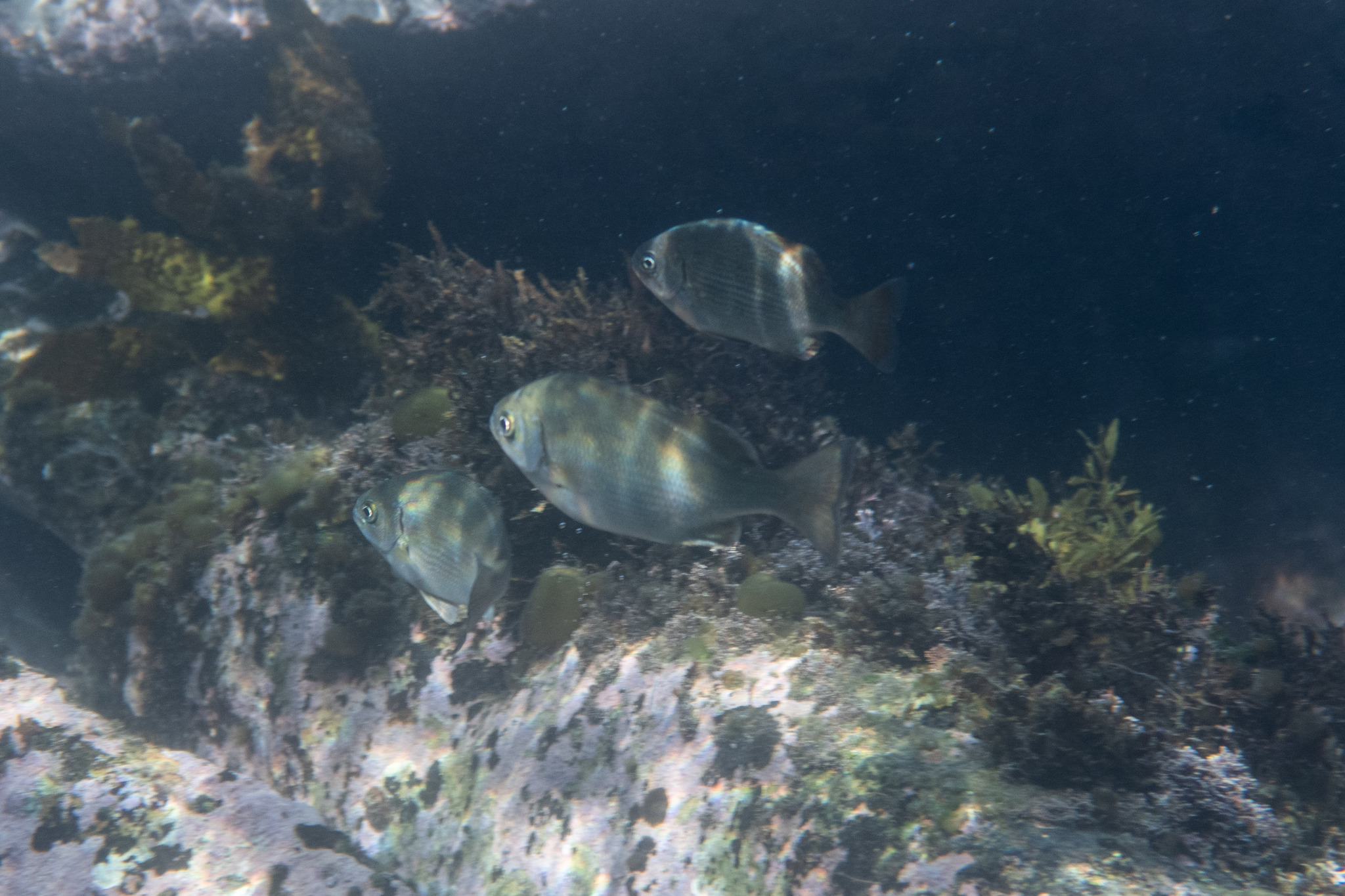 Girella elevata Macleay, 1881