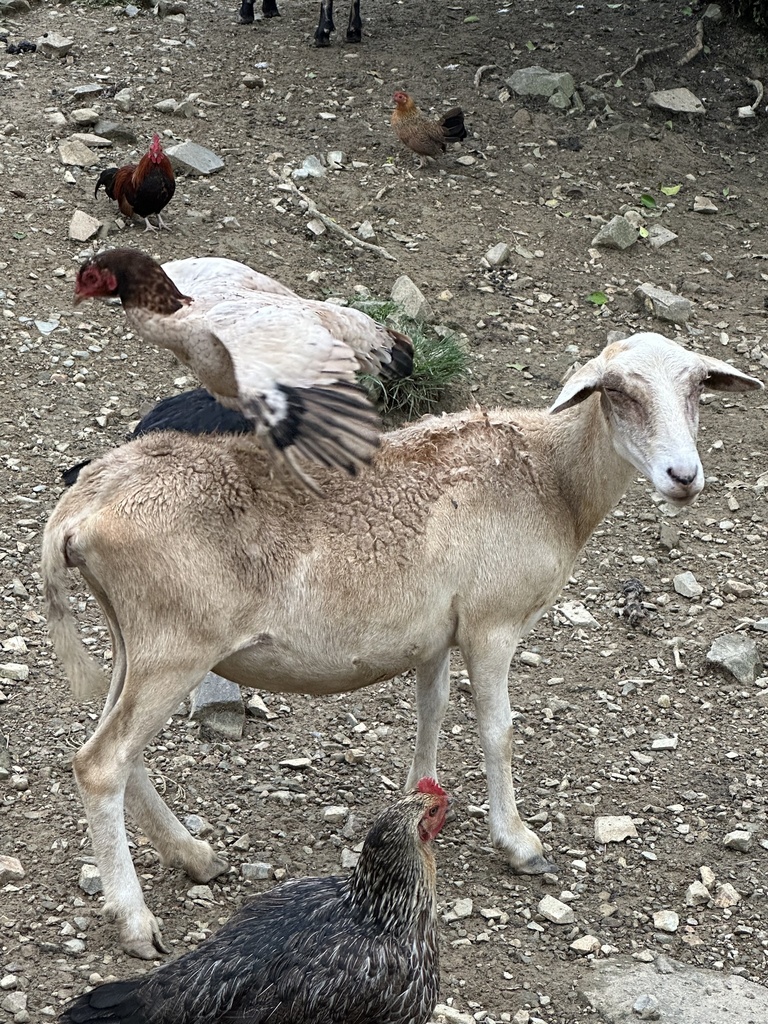Domestic Sheep from Puerto Rico, San Lorenzo, Puerto Rico, US on ...