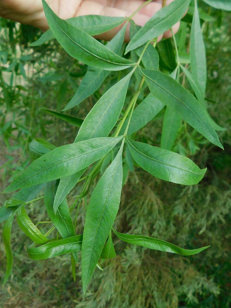 White Karee from Greyton, 7233, South Africa on October 28, 2022 at 08: ...