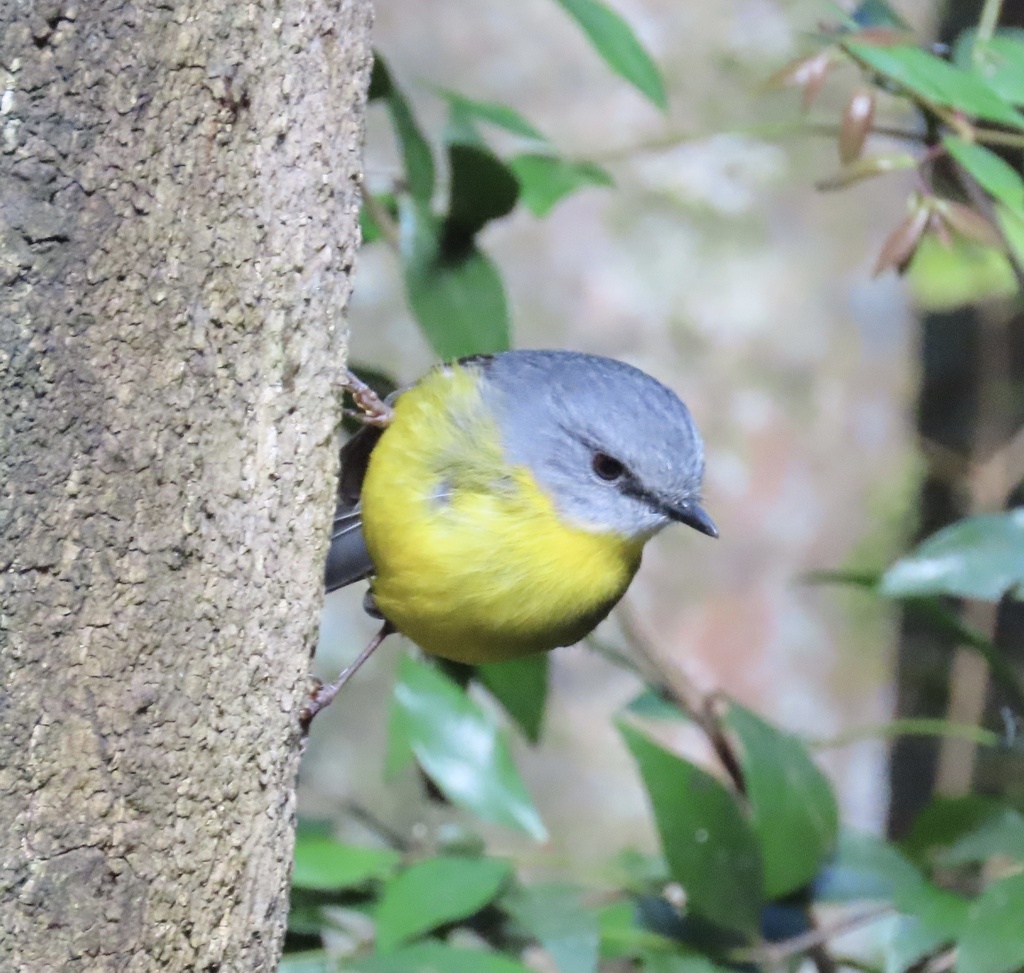 Eastern Yellow Robin from Sarabah Rd, Canungra, QLD, AU on October 28 ...