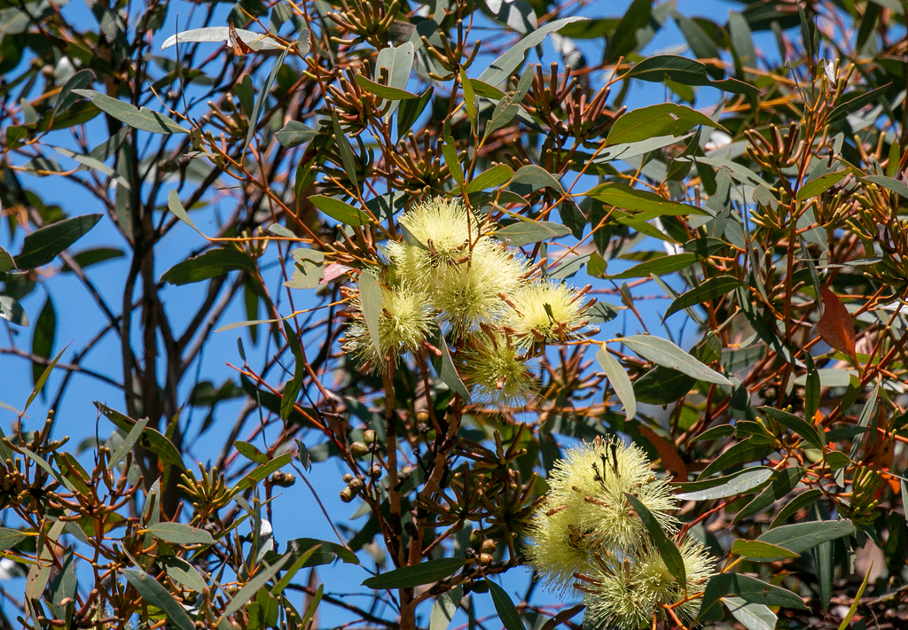 Long-flowered Marlock (Eucalyptus macrandra) - Botanical Realm