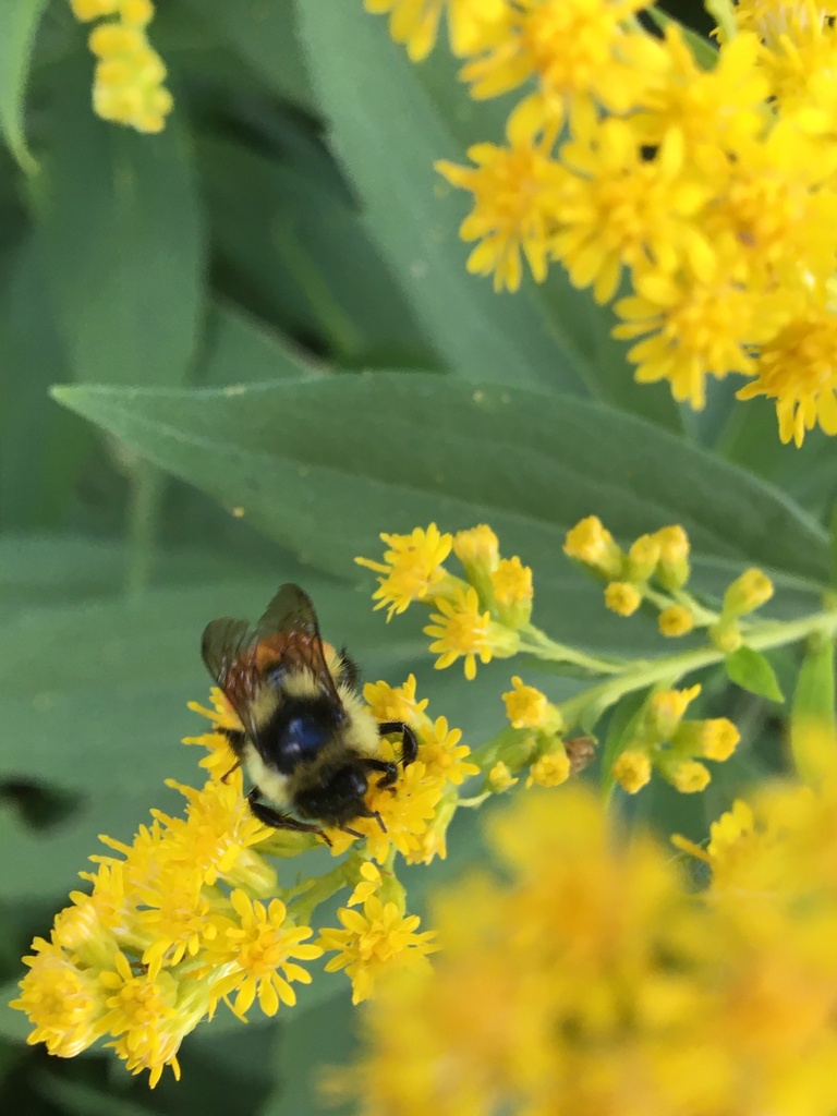 Tricolored Bumble Bee from Southeast Calgary, Calgary, AB, Canada on ...
