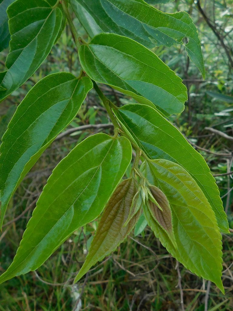 Chinese Hackberry from Greyton, 7233, South Africa on October 28, 2022 ...