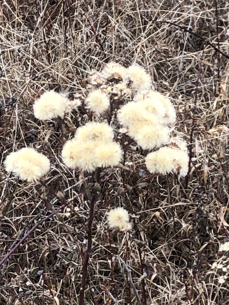 rough wood aster from Shenandoah National Park, Syria, VA, US on ...