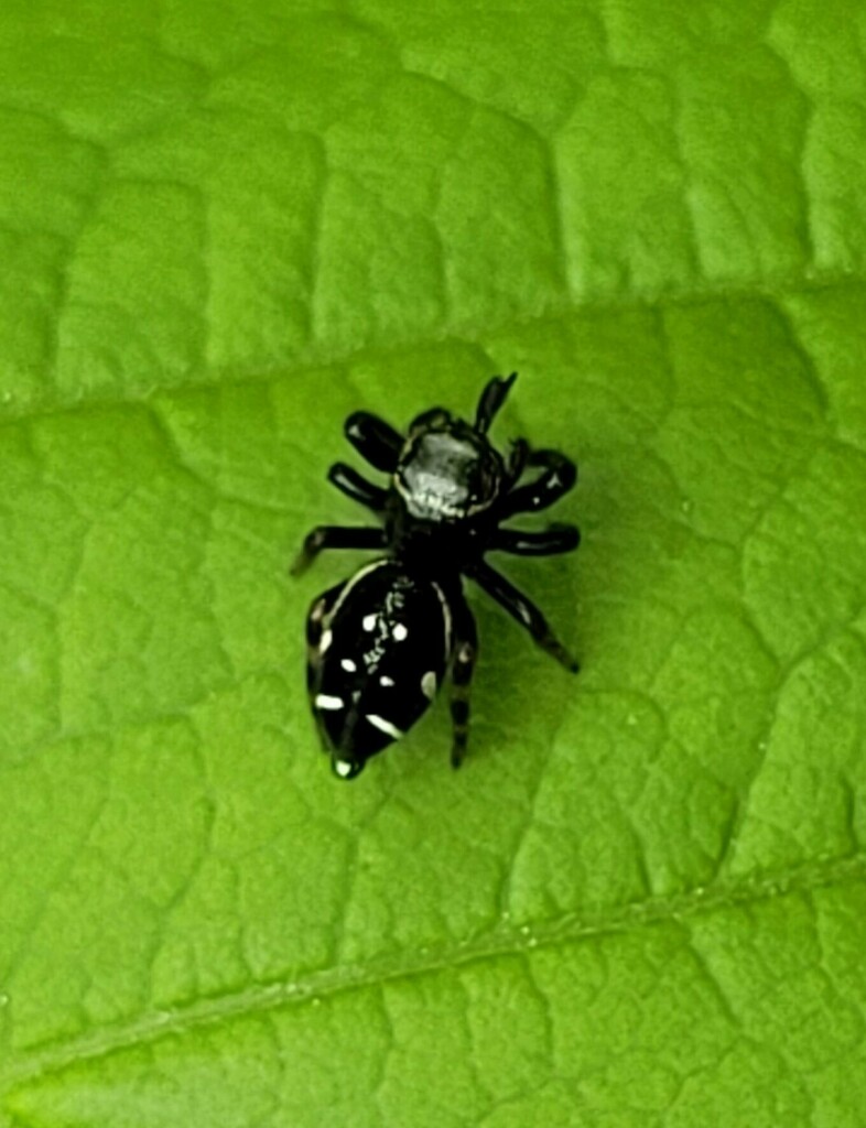Golden Jumping Spider from Washington County, MD, USA on May 28, 2022 ...