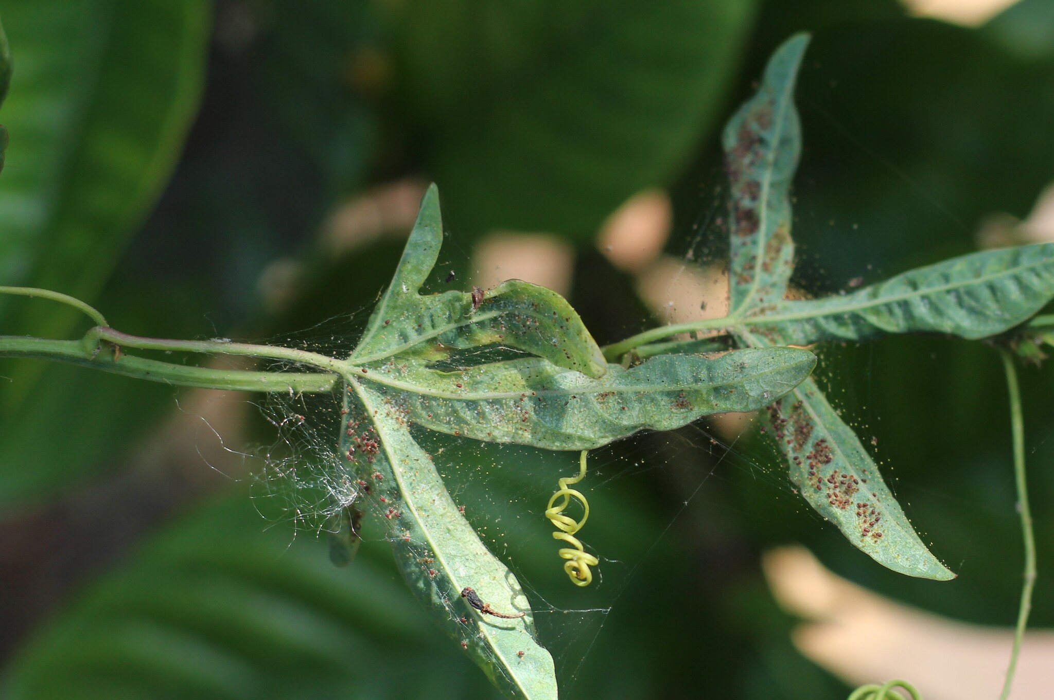 Tetranychus urticae Koch, 1836