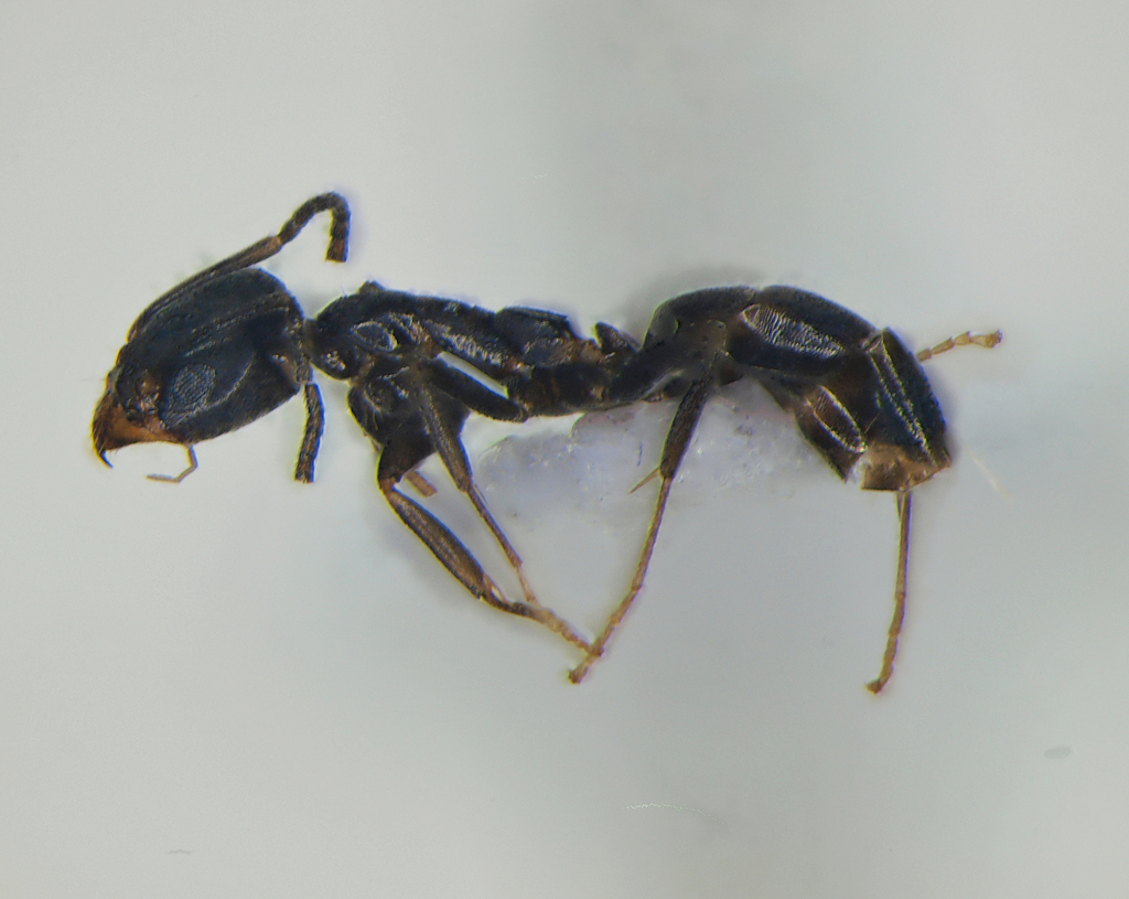 Forelius damiani from Finca La Hilda, San Pedro, Poás, Alajuela, Costa ...