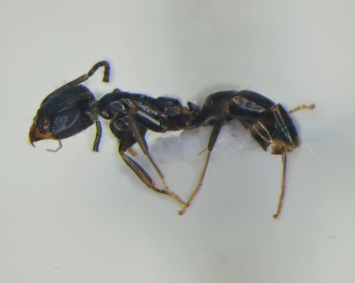 Forelius damiani · iNaturalist