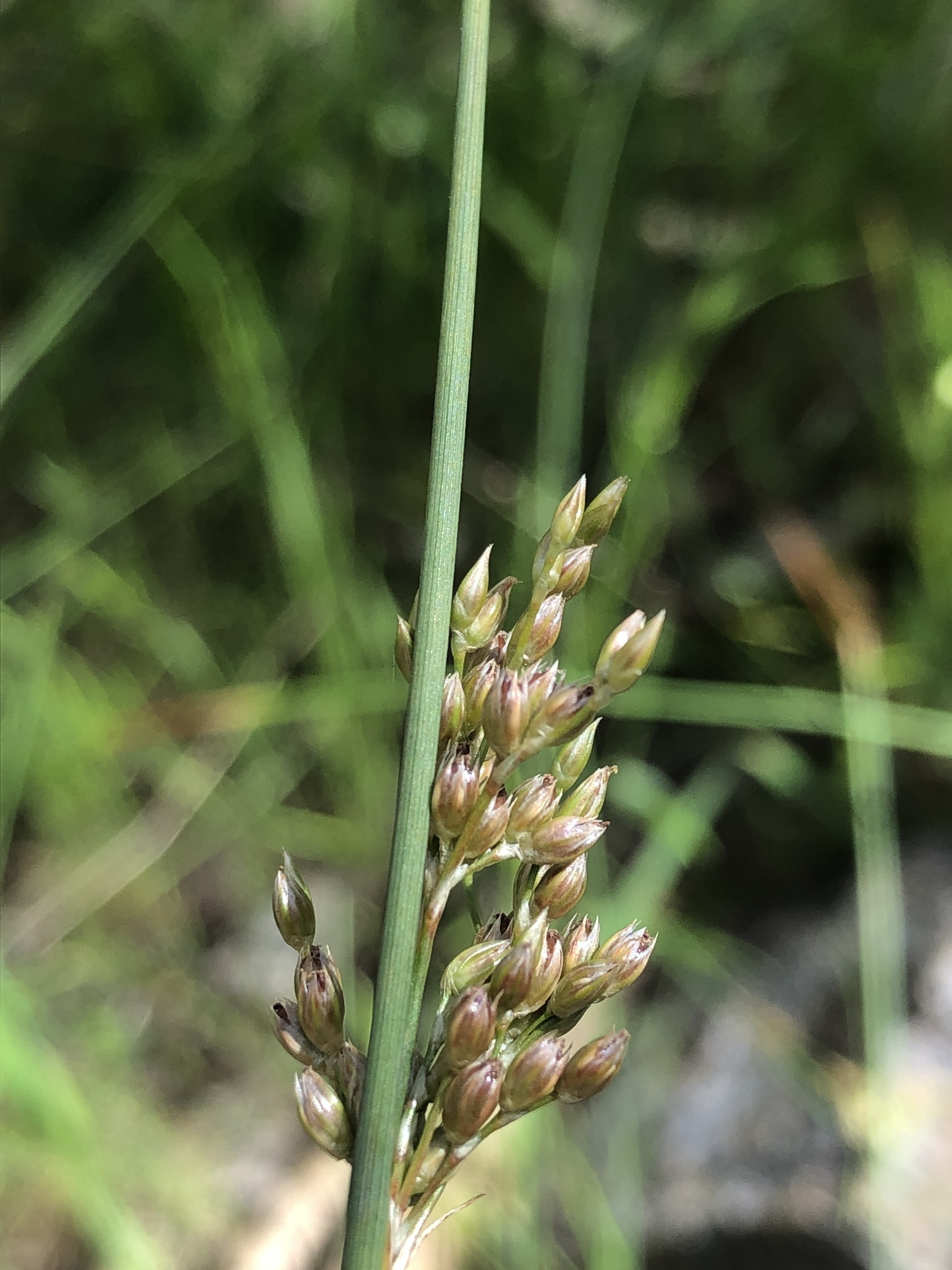 Juncus subsecundus N.A.Wakef.