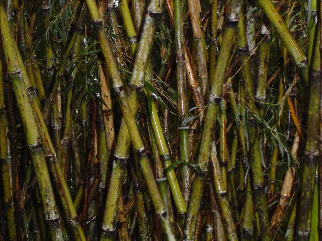 Caña colihue (Naturaleza en el Refugio del Agua-Mallín de Barrio Norte ...